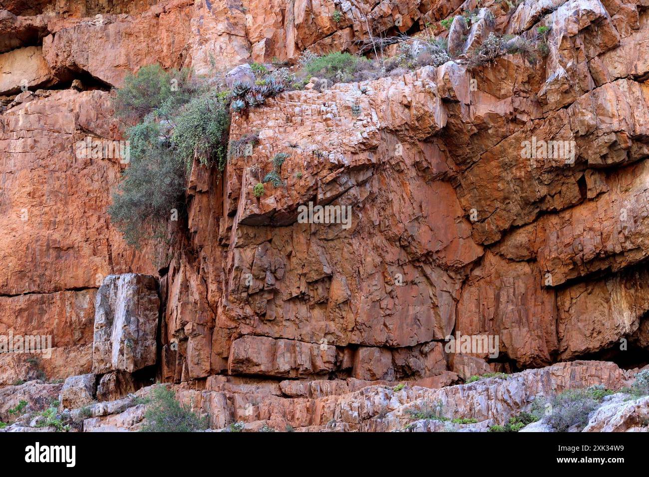 Mitre Aloe Complex (Aloe perfoliata) Plantae Stock Photo - Alamy