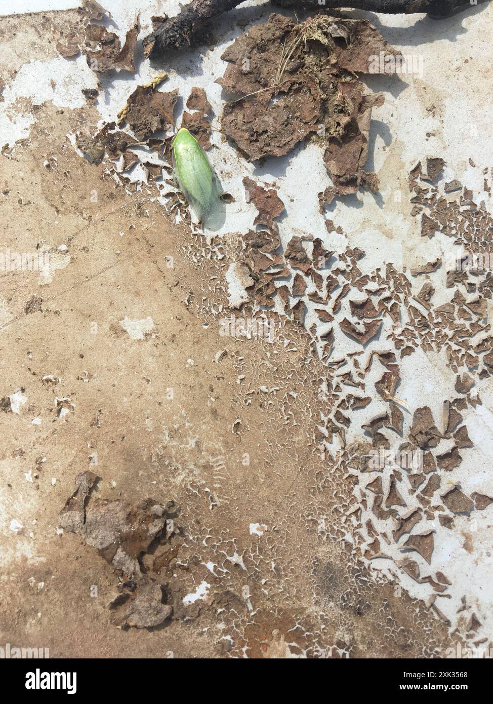 Banana Cockroach (Panchlora nivea) Insecta Stock Photo - Alamy