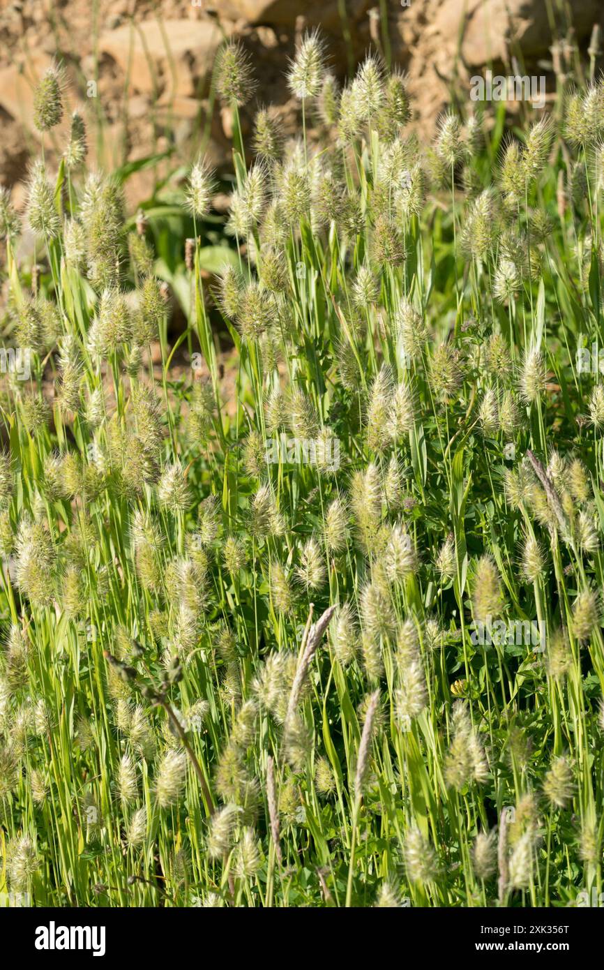 bristly dogtail grass (Cynosurus echinatus) Plantae Stock Photo - Alamy