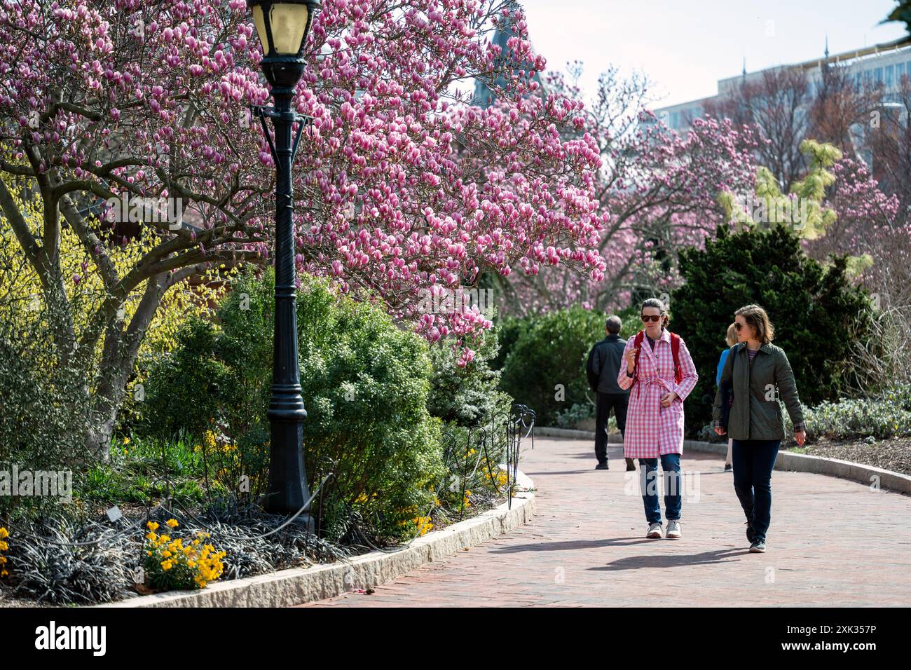 WASHINGTON DC, United States — Saucer magnolias burst into bloom in the ...