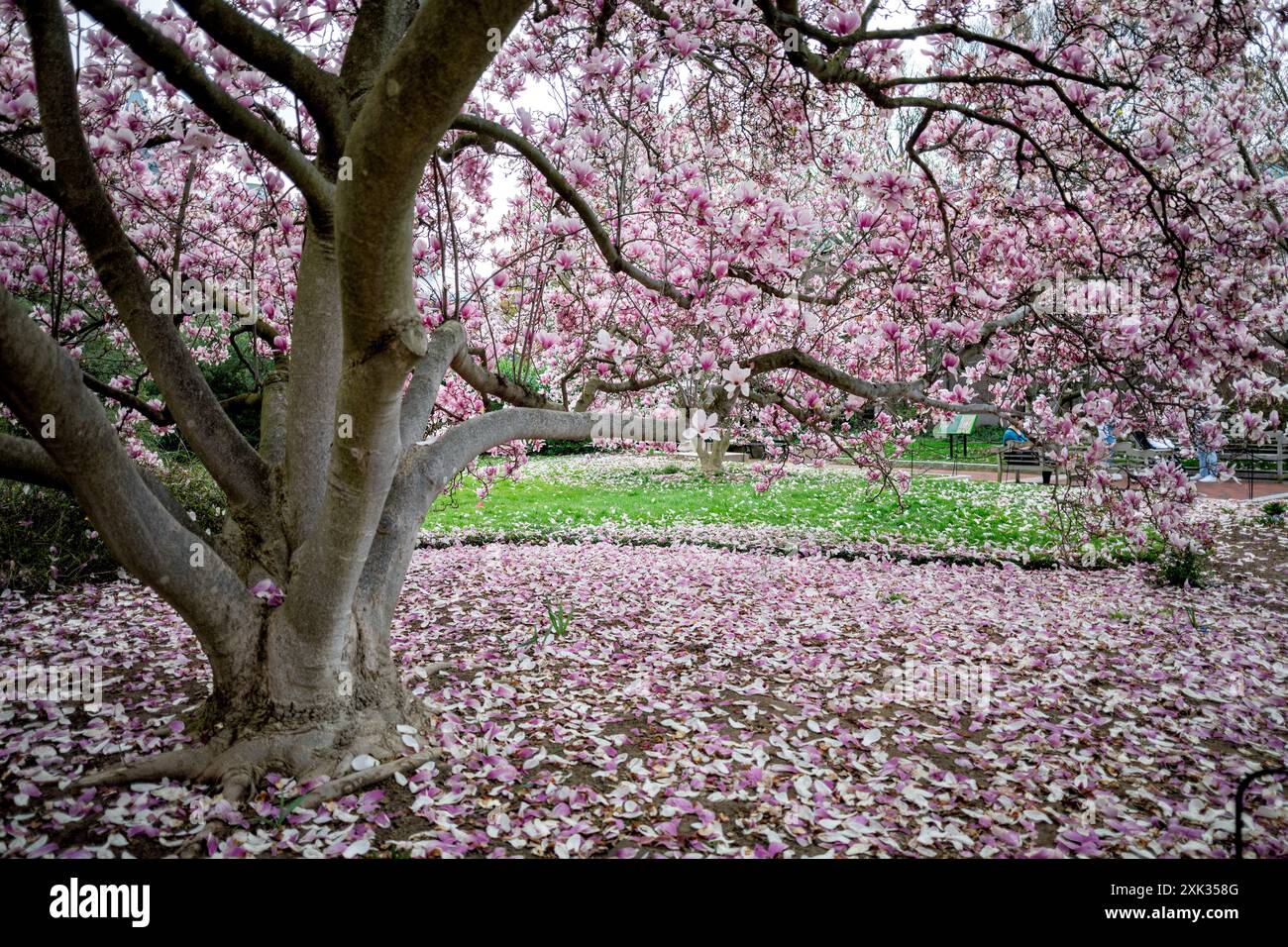 WASHINGTON DC, United States — Saucer magnolias burst into bloom in the ...