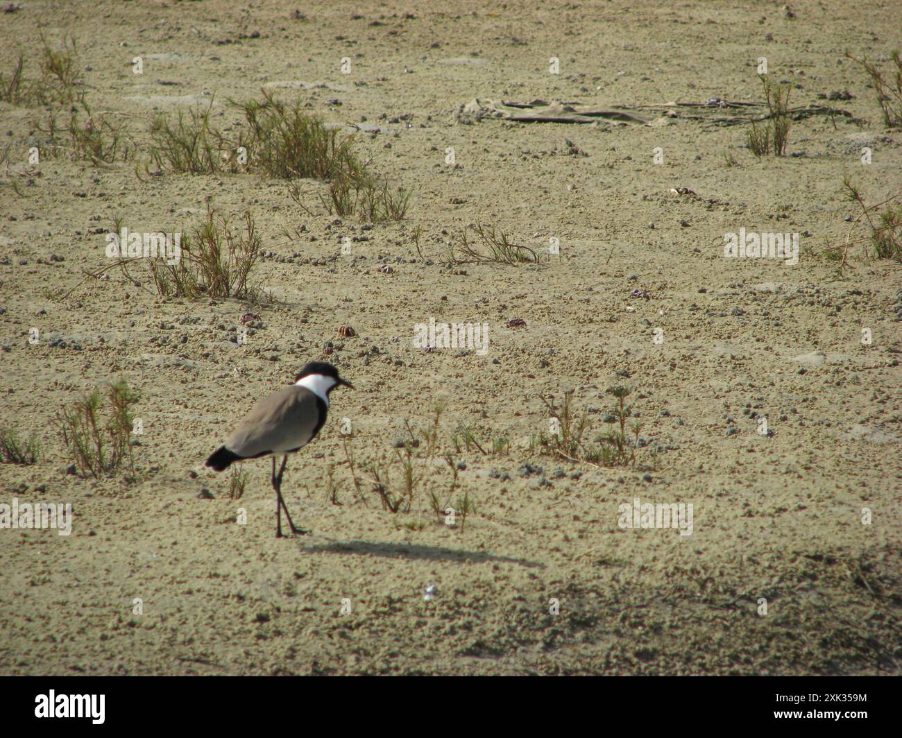 Spur-winged Lapwing (Vanellus spinosus) Aves Stock Photo - Alamy