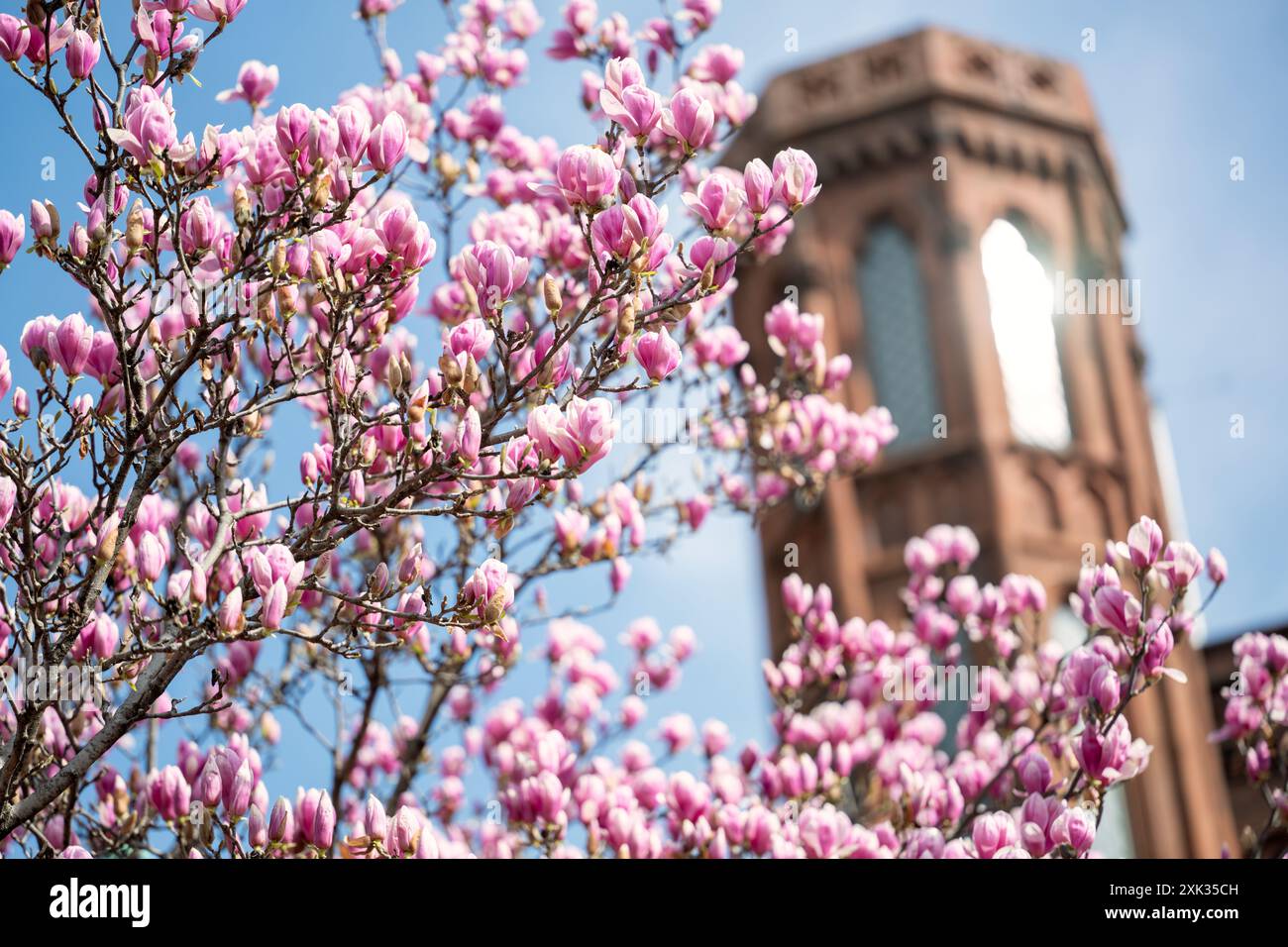 WASHINGTON DC, United States — Saucer magnolias burst into bloom in the ...