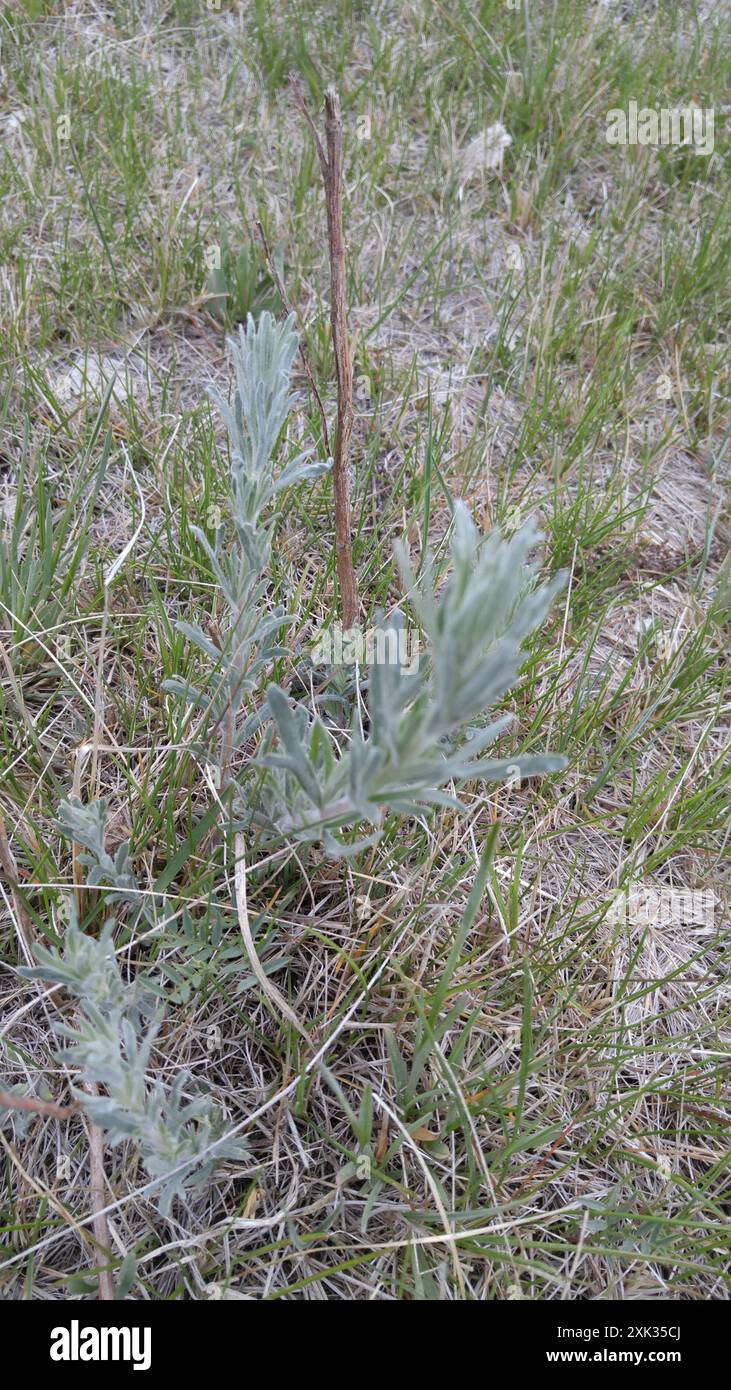 Artemisia cana hi-res stock photography and images - Alamy
