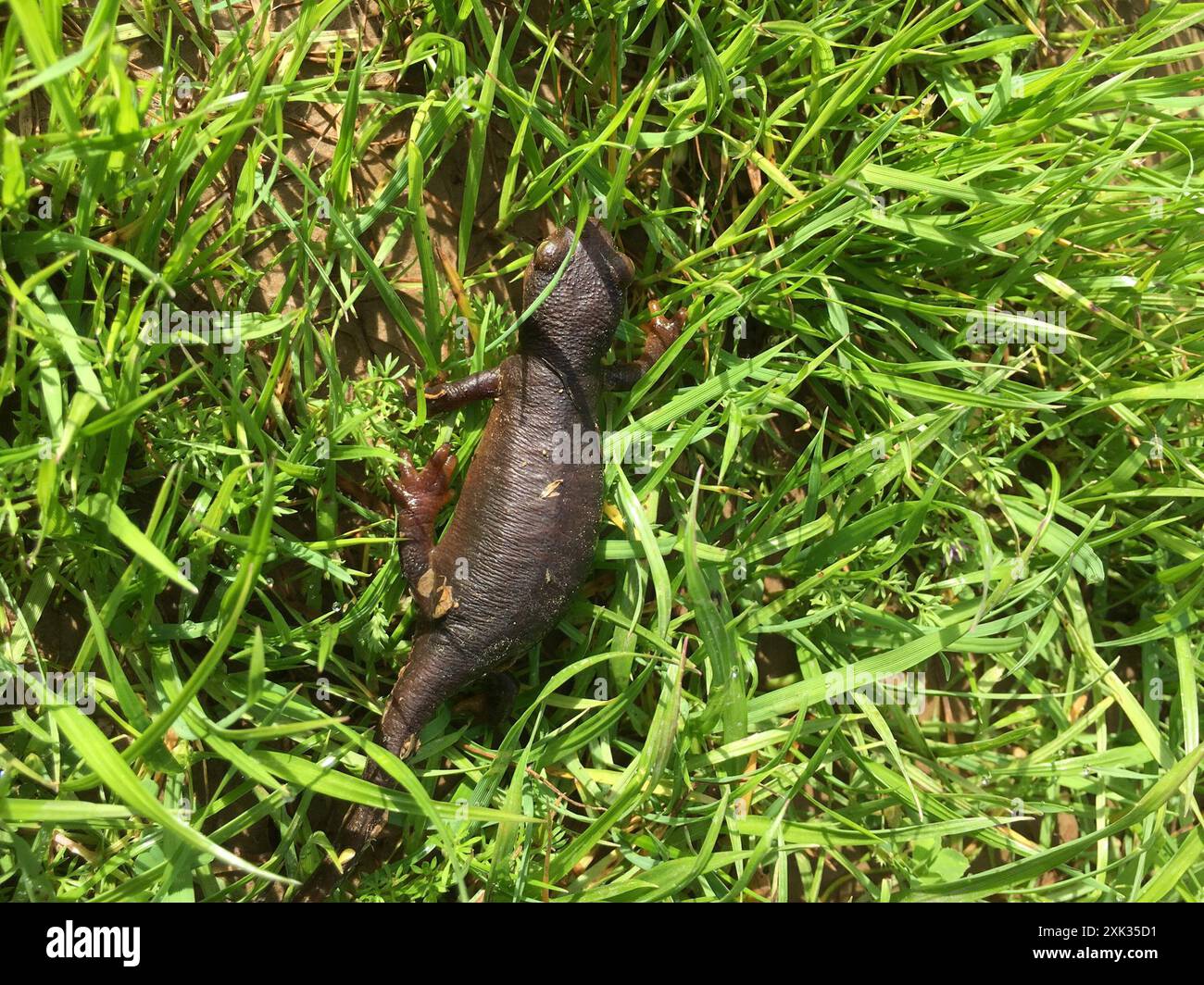 California Newt (Taricha torosa) Amphibia Stock Photo - Alamy