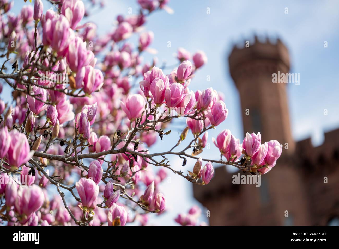 WASHINGTON DC — Saucer magnolias bloom in the Enid A. Haupt Garden ...