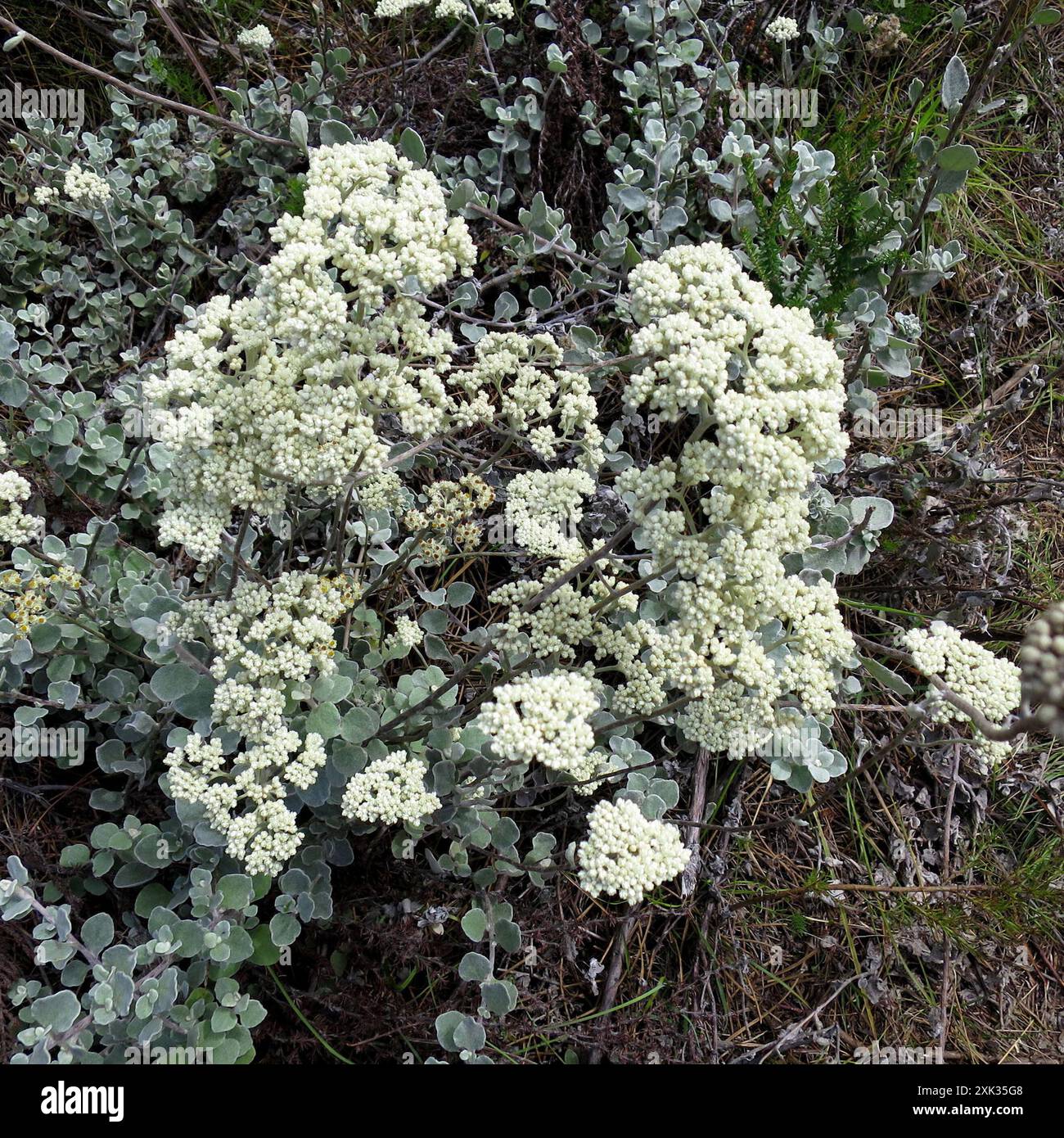 Licorice plant (Helichrysum petiolare) Plantae Stock Photo - Alamy