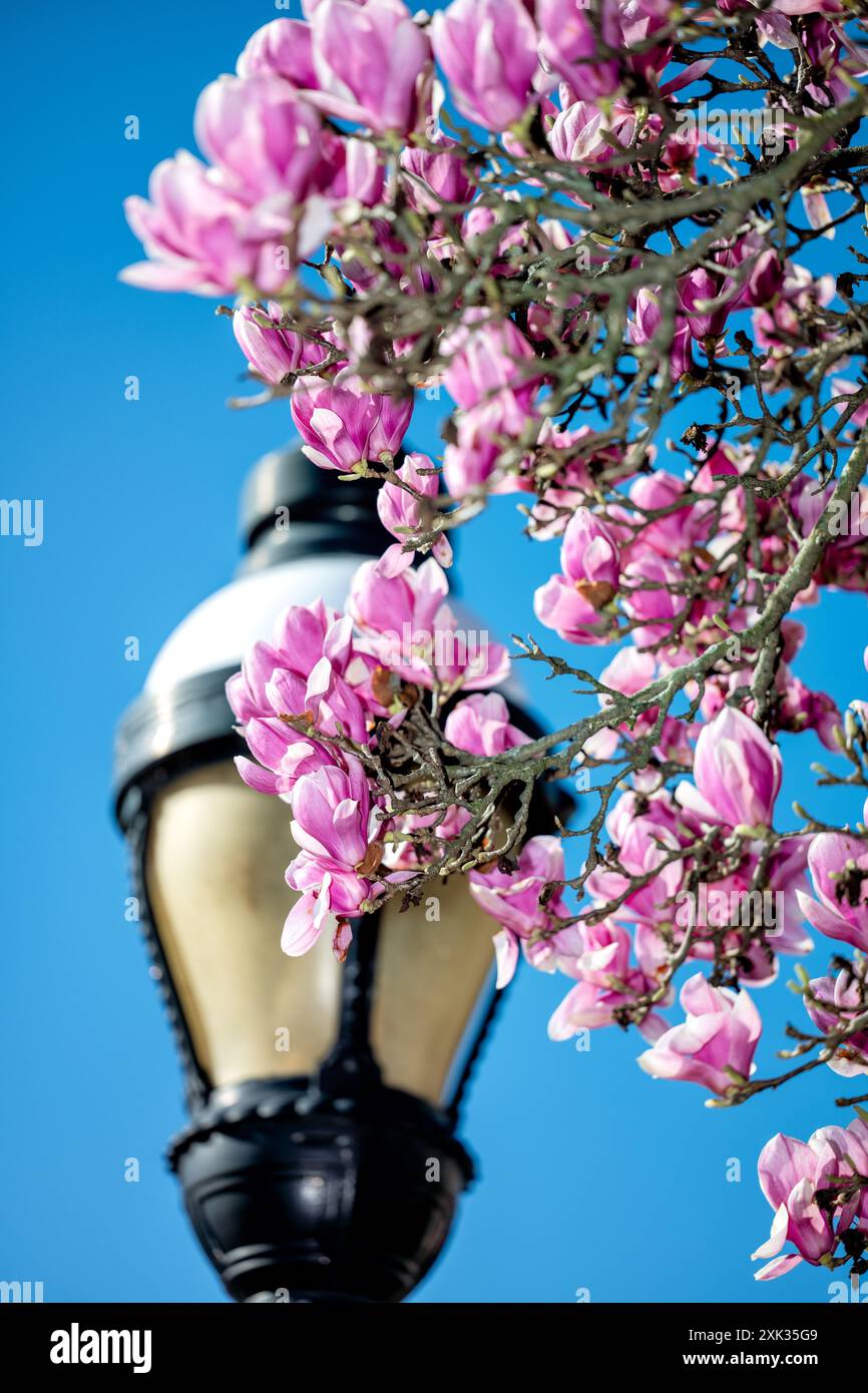 WASHINGTON, DC, United States — Saucer magnolia trees in full bloom at ...