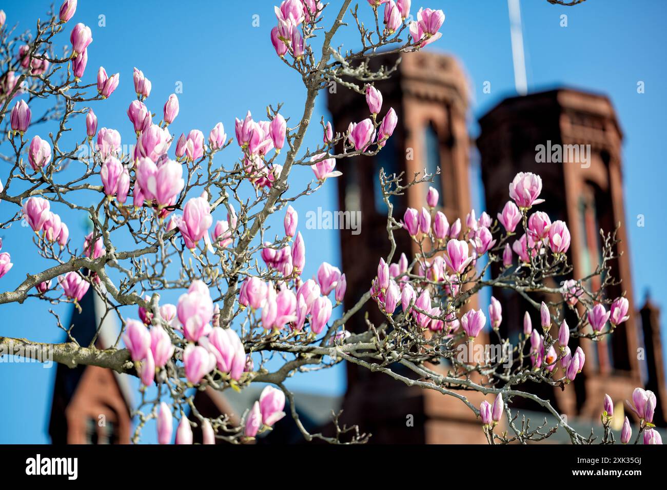 WASHINGTON, DC, United States — Saucer magnolia trees in full bloom at ...