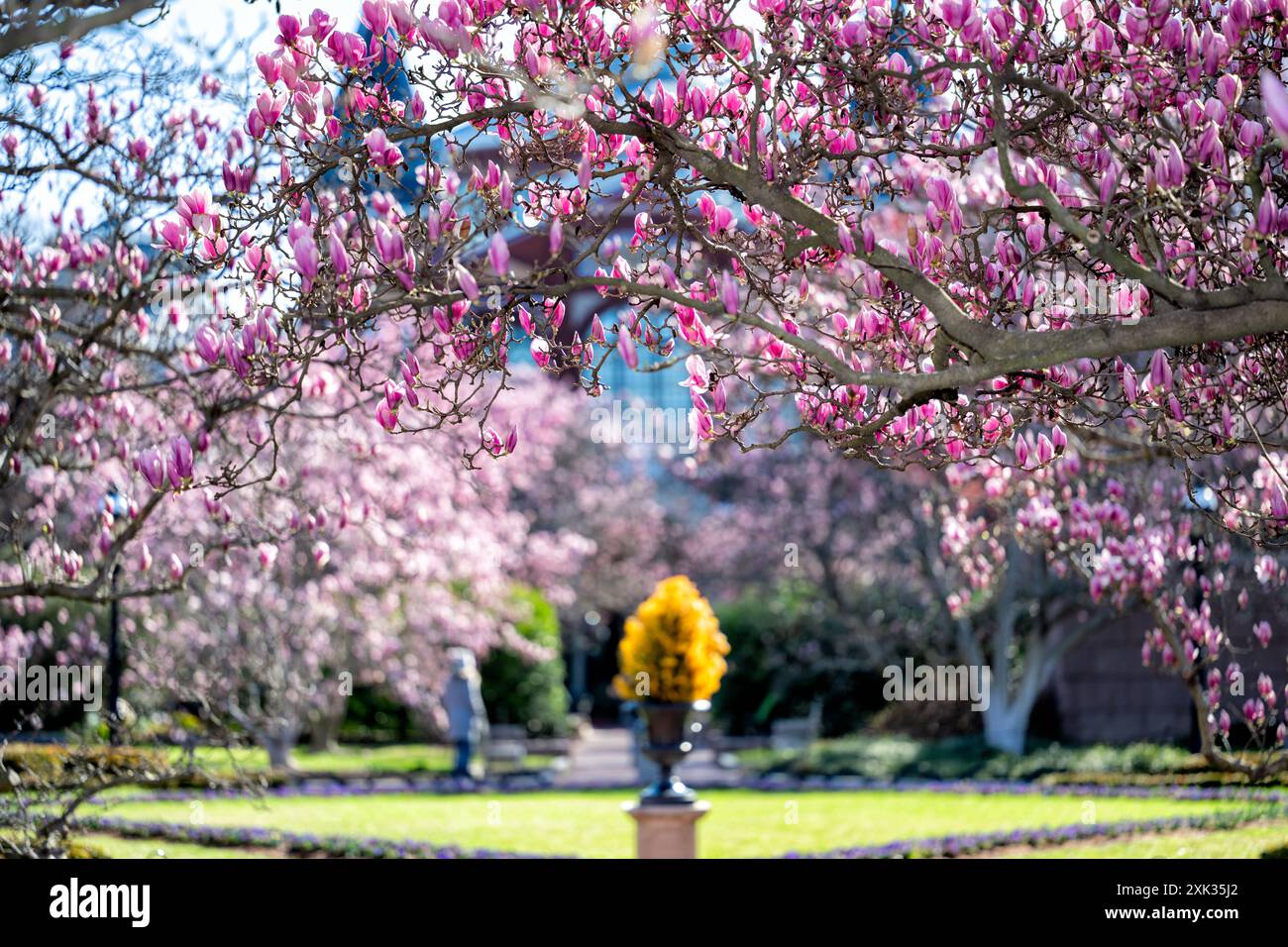 WASHINGTON DC, United States — Saucer magnolias burst into bloom in the ...