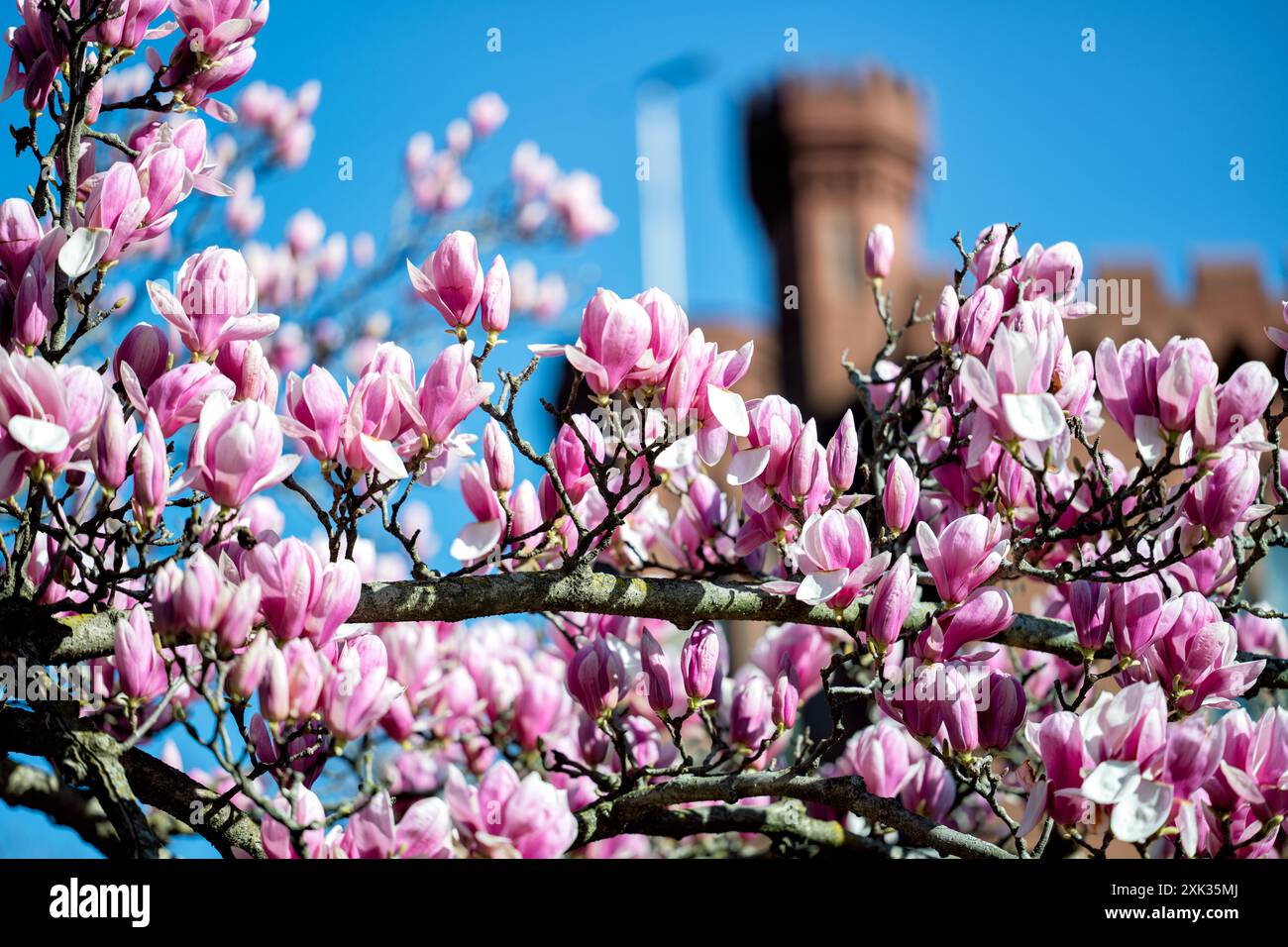 WASHINGTON, DC, United States — Saucer magnolia trees in full bloom at ...