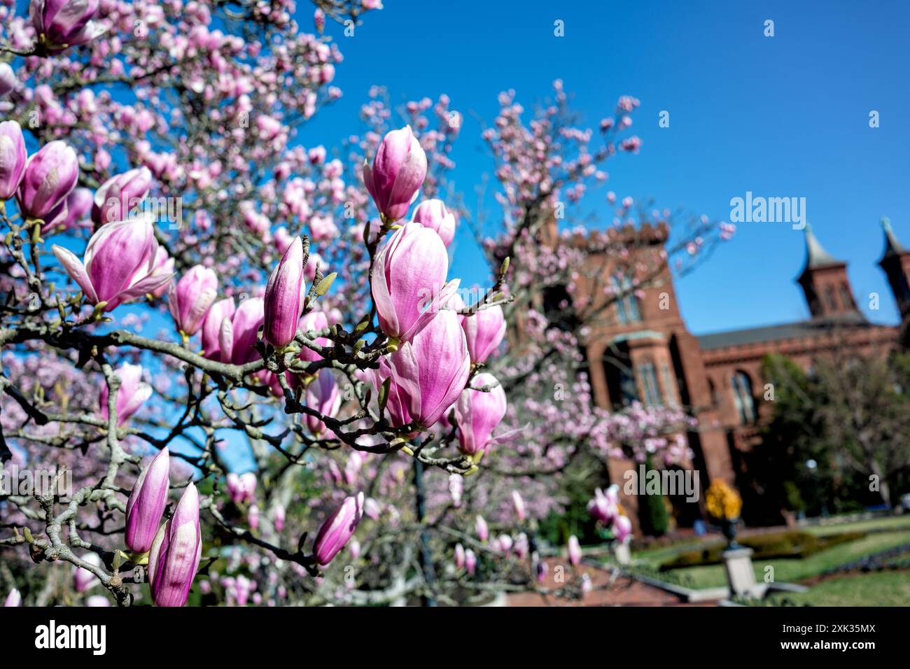 WASHINGTON DC, United States — Saucer magnolias burst into bloom in the ...