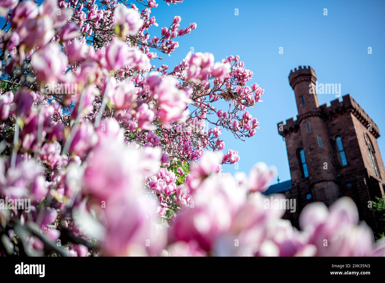 WASHINGTON DC, United States — Saucer magnolias burst into bloom in the ...