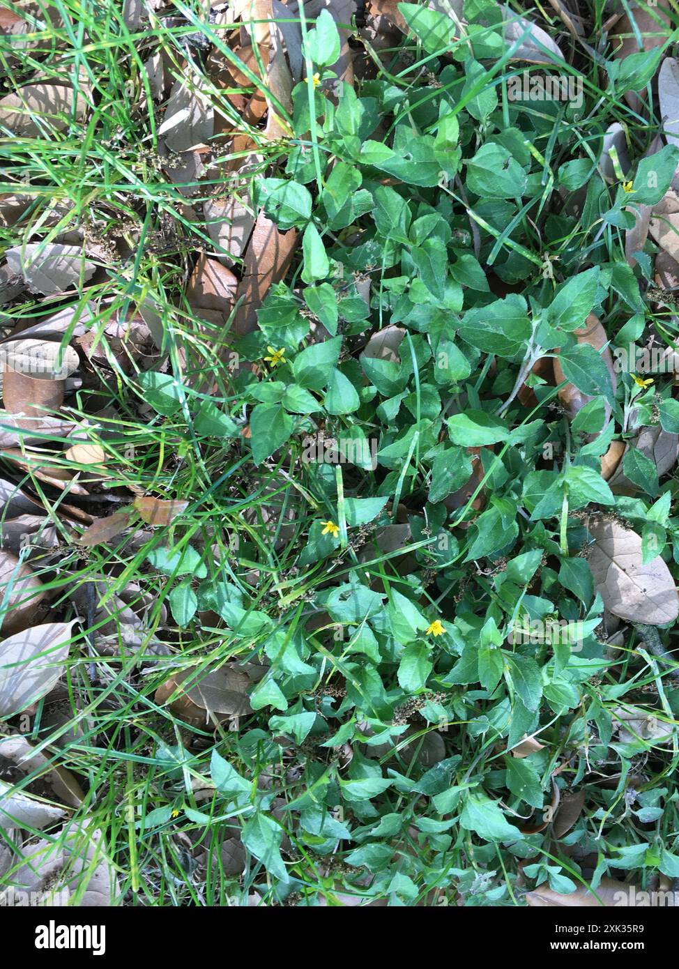 straggler daisy (Calyptocarpus vialis) Plantae Stock Photo - Alamy
