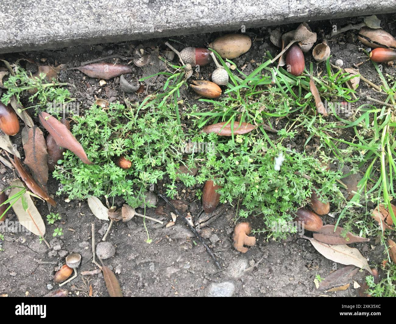 Cotula australis hi-res stock photography and images - Alamy