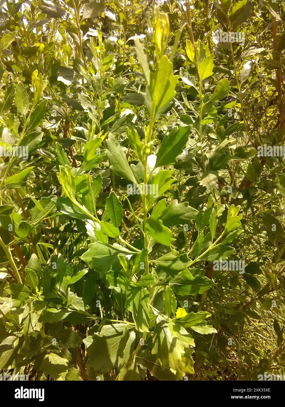 groundsel tree (Baccharis halimifolia) Plantae Stock Photo - Alamy