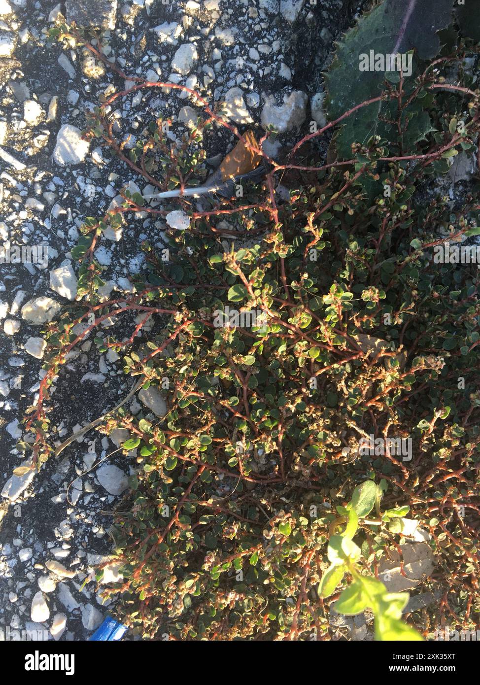 prostrate sandmat (Euphorbia prostrata) Plantae Stock Photo - Alamy