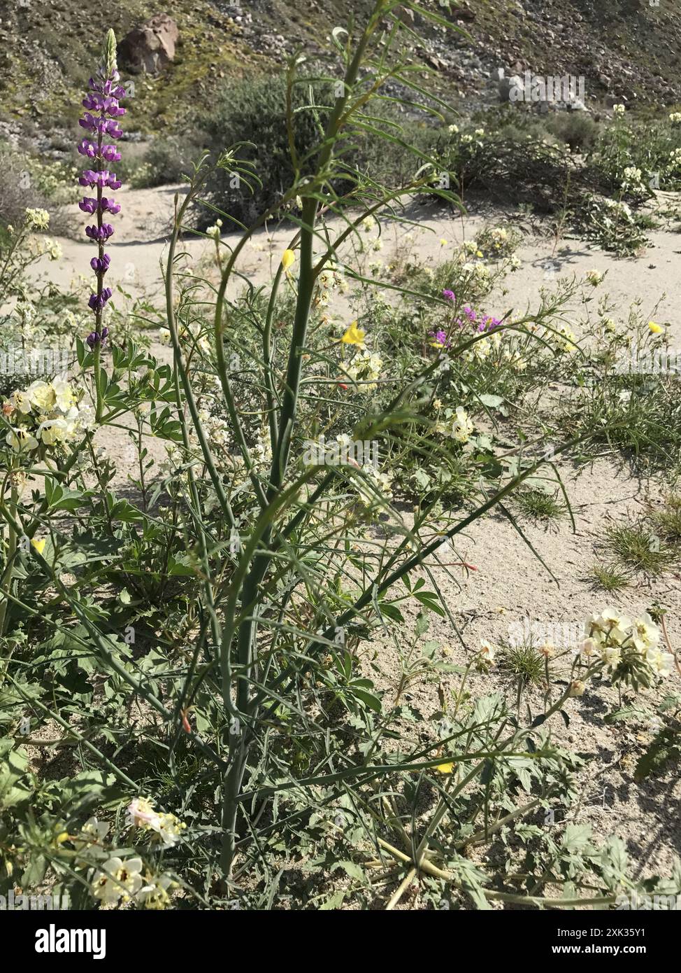 California primrose (Eulobus californicus) Plantae Stock Photo - Alamy