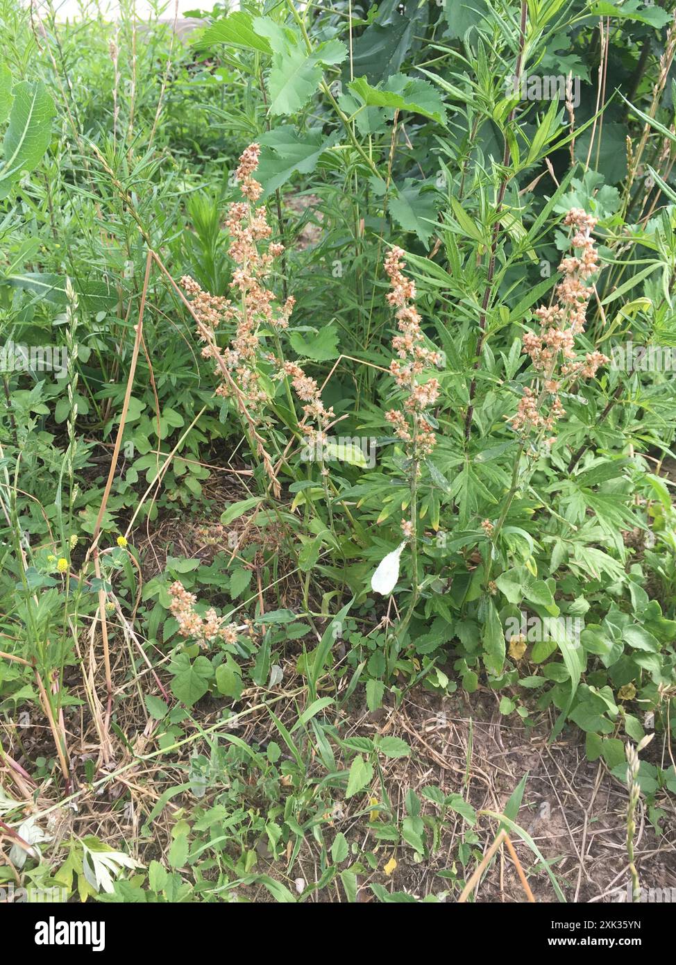 Purple Cudweed (Gamochaeta purpurea) Plantae Stock Photo - Alamy
