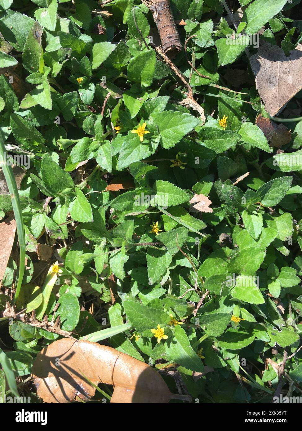 straggler daisy (Calyptocarpus vialis) Plantae Stock Photo - Alamy