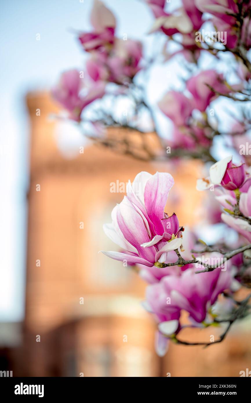 WASHINGTON DC — Saucer magnolias bloom in the Enid A. Haupt Garden ...