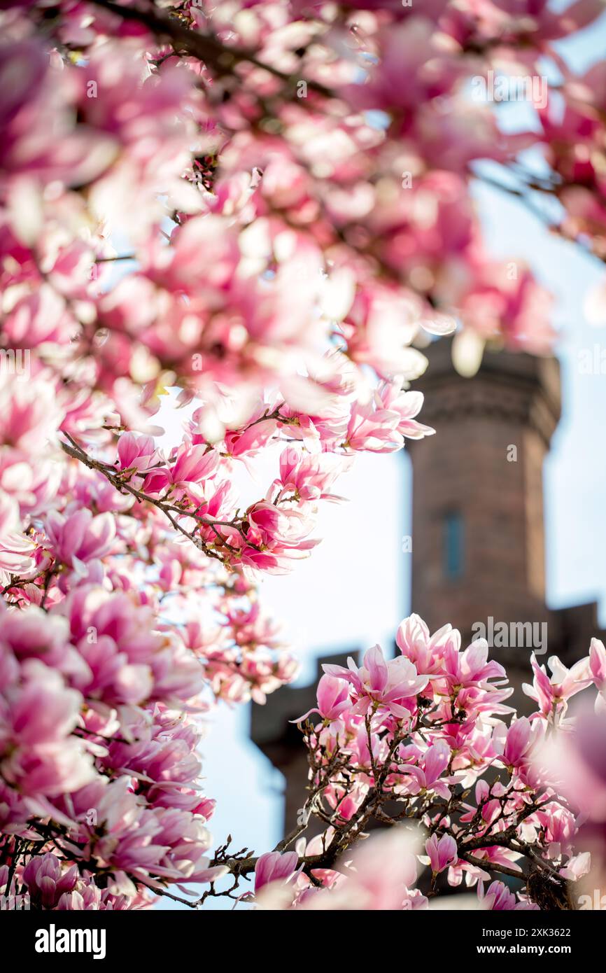 WASHINGTON DC, United States — Saucer magnolias burst into bloom in the ...