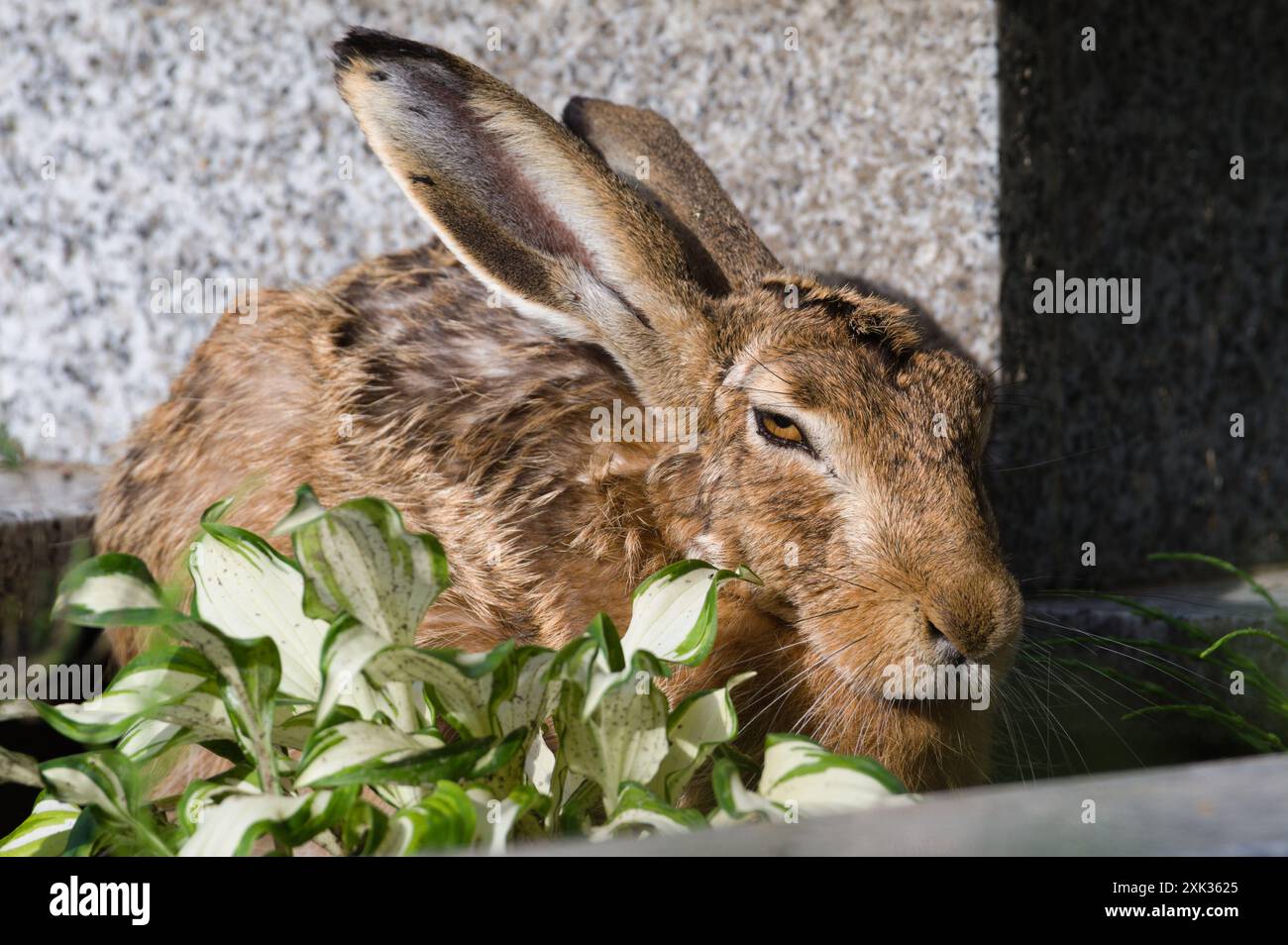 European Brown hare aka Lepus europaeus. Resting and sleeping on the ...