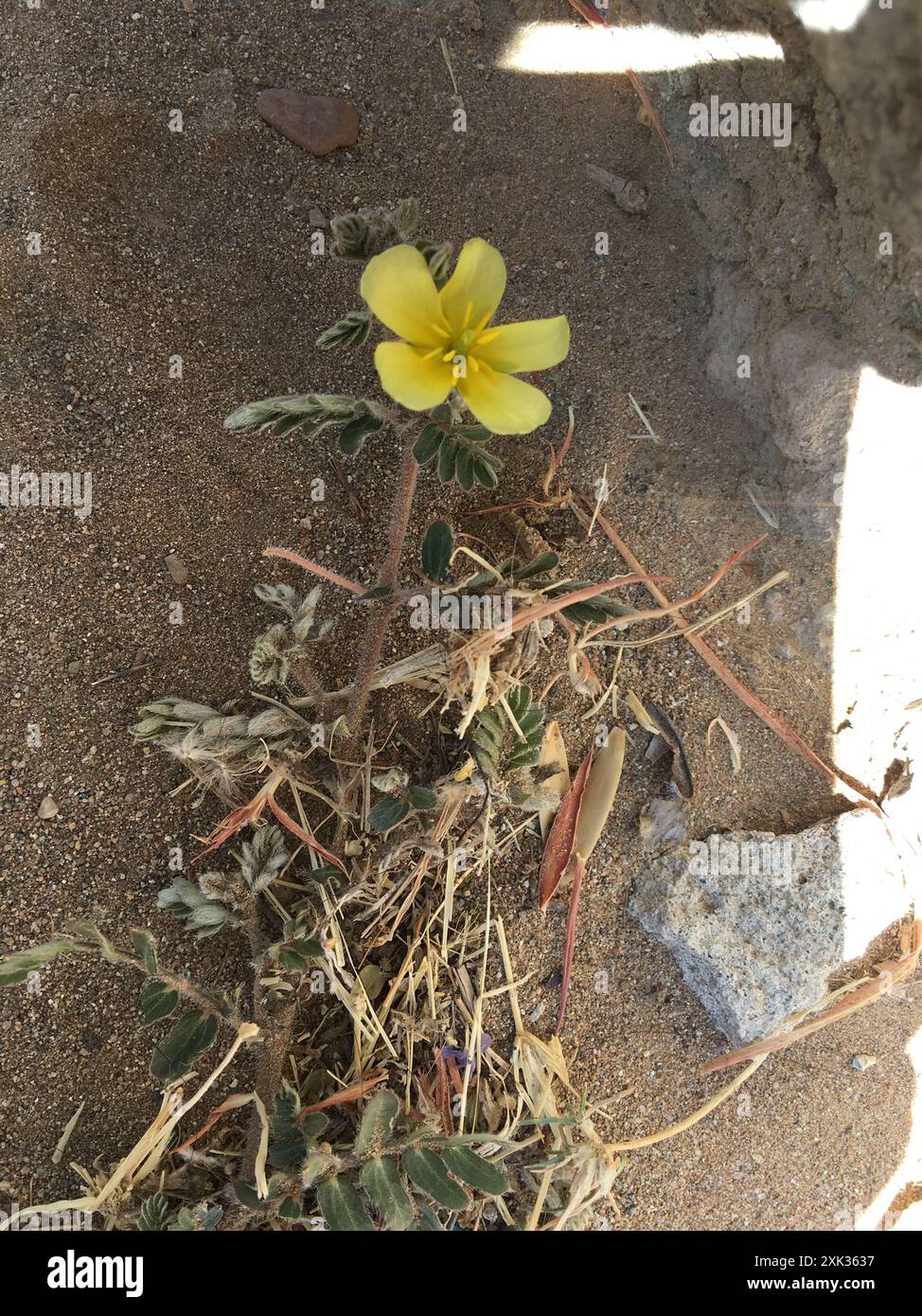 Jamaican feverplant (Tribulus cistoides) Plantae Stock Photo - Alamy