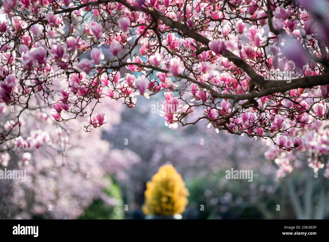 WASHINGTON DC — Saucer magnolias bloom in the Enid A. Haupt Garden, a ...