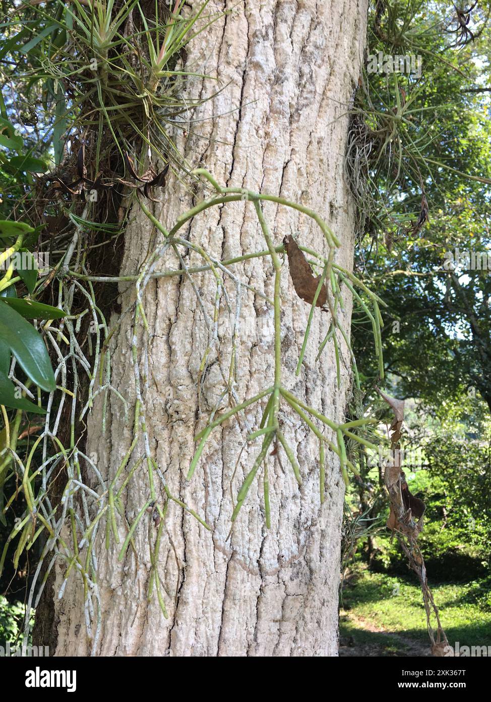 Mistletoe Cactus (Rhipsalis baccifera) Plantae Stock Photo - Alamy