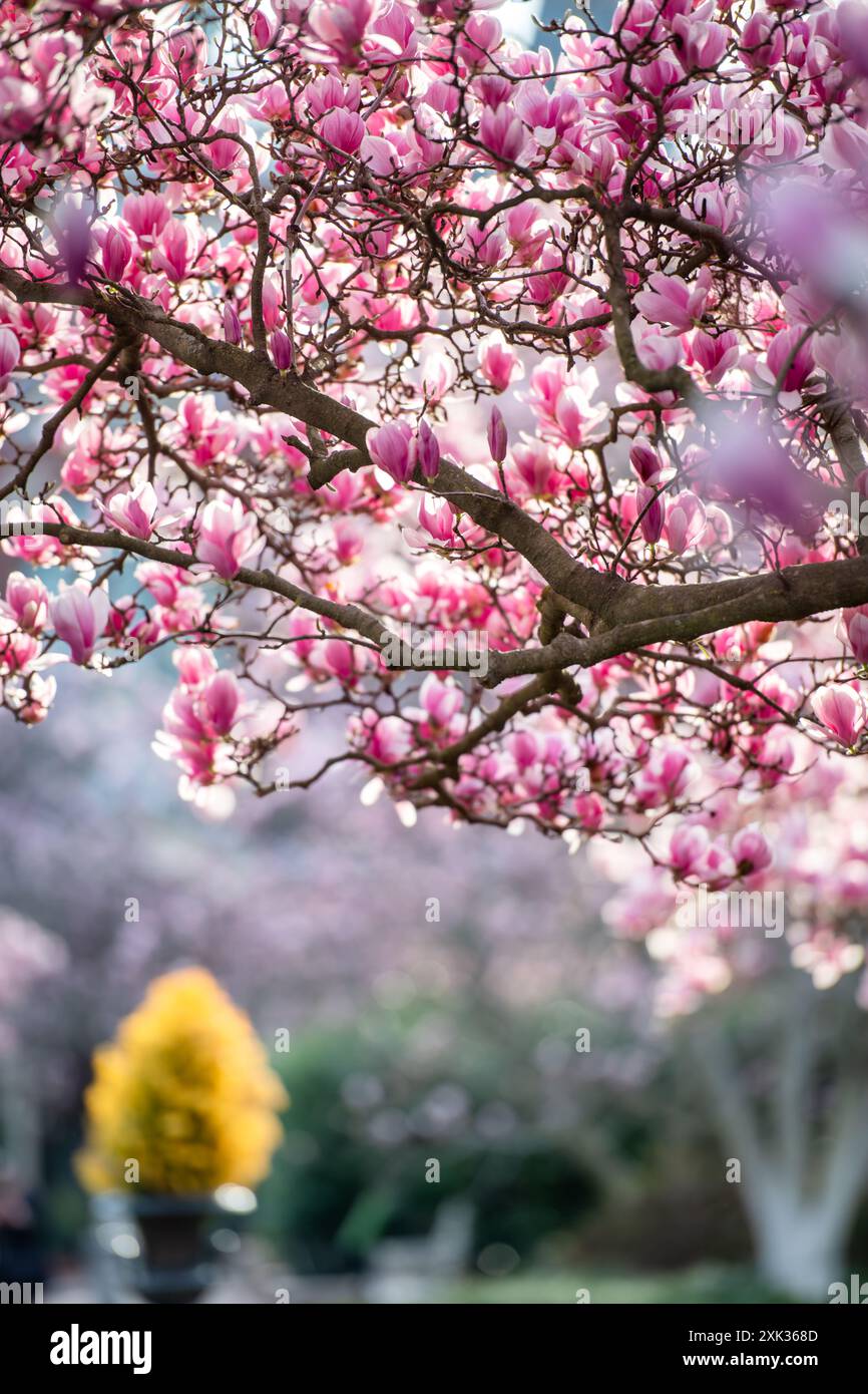 WASHINGTON DC, United States — Saucer magnolias burst into bloom in the ...