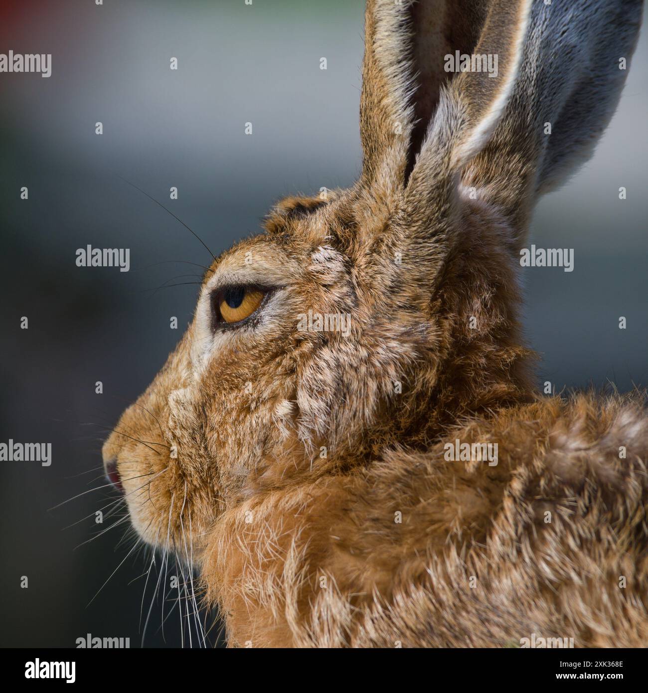 European Brown hare aka Lepus europaeus. Resting and sleeping on the ...