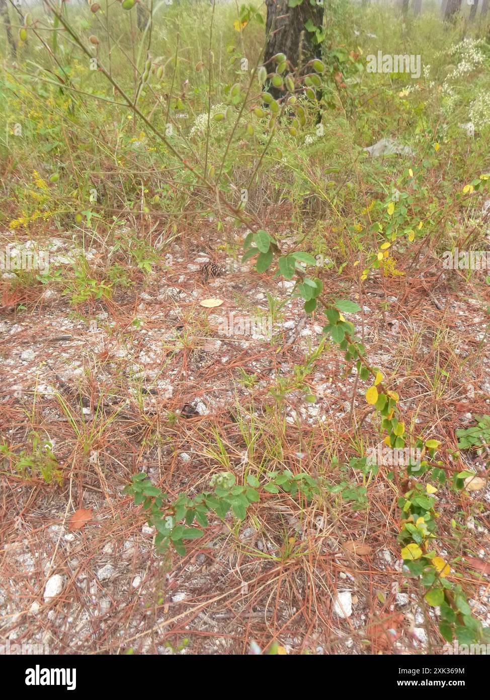 Little-leaf Tick-clover (Desmodium ciliare) Plantae Stock Photo - Alamy