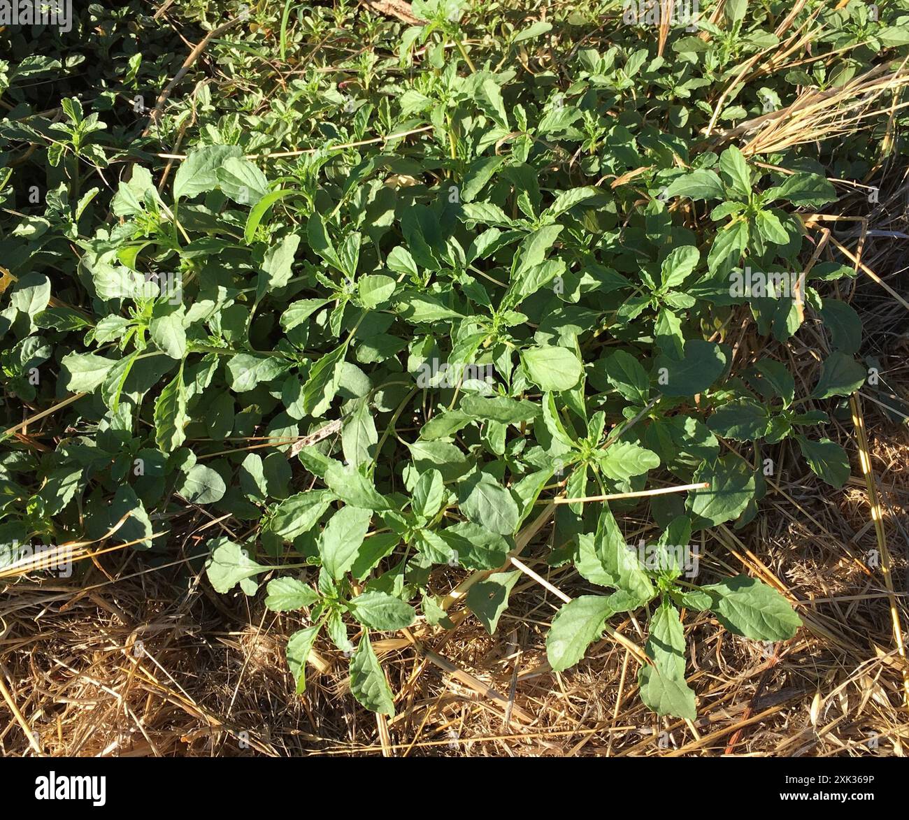 Prostrate pigweed hi-res stock photography and images - Alamy