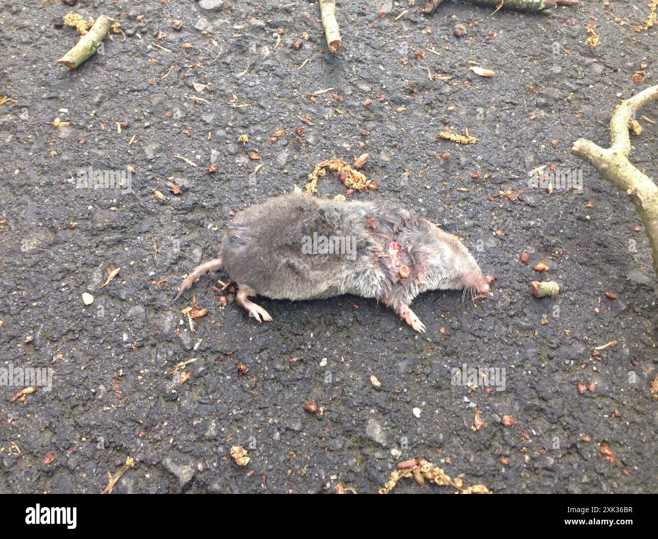 Short tailed shrew hi-res stock photography and images - Alamy