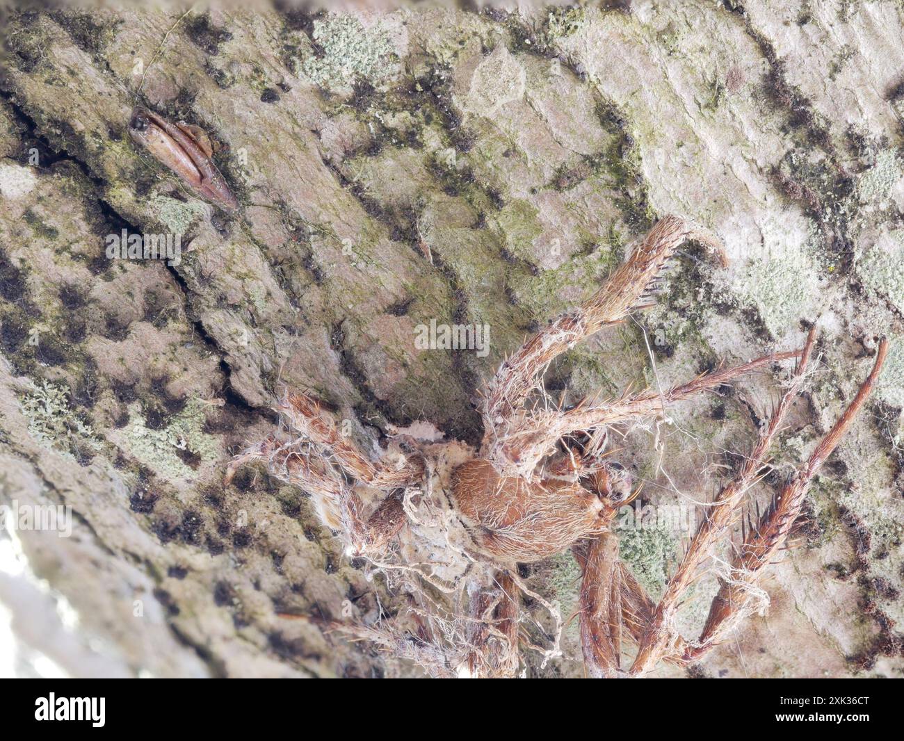 Luzulae hi-res stock photography and images - Alamy