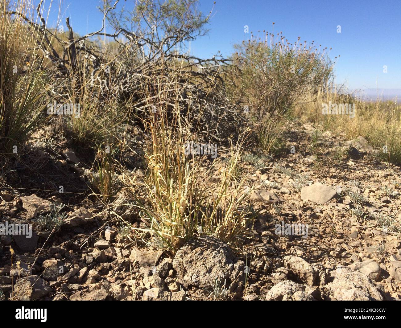 hall panicum (Panicum hallii) Plantae Stock Photo - Alamy