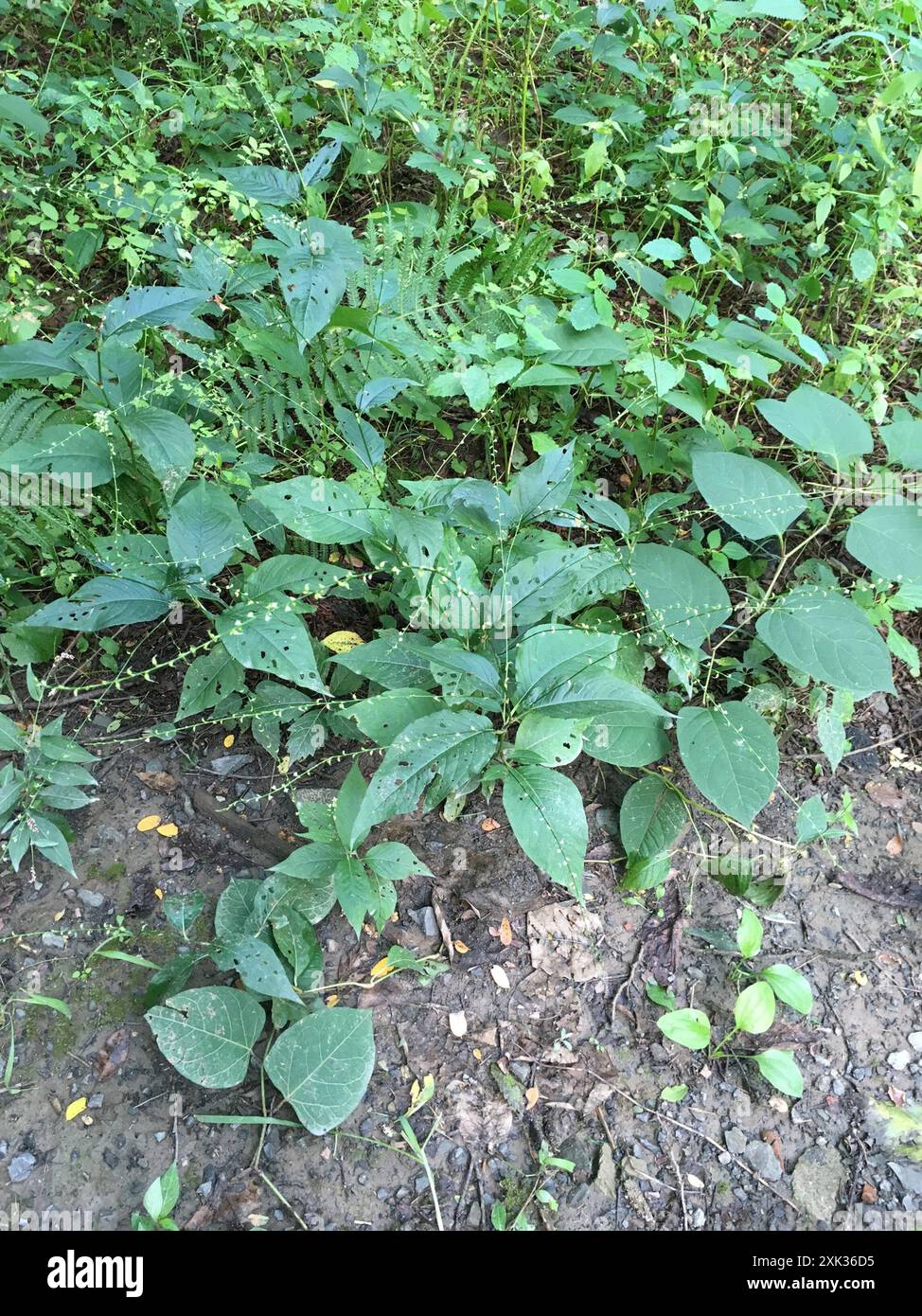 American jumpseed (Persicaria virginiana) Plantae Stock Photo - Alamy