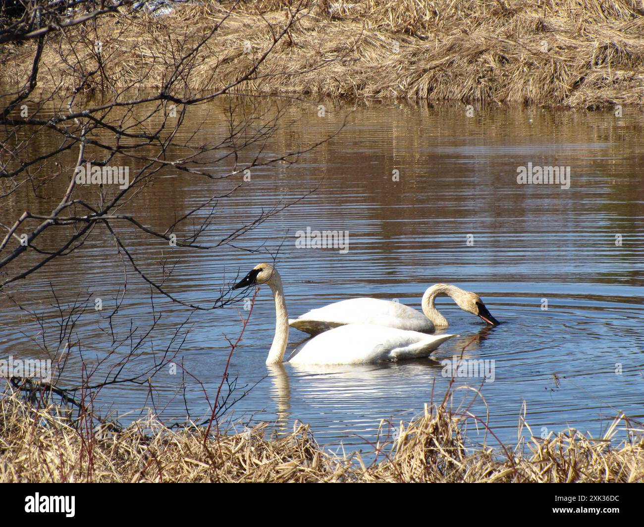Trumpeter Swan (Cygnus buccinator) Aves Stock Photo - Alamy