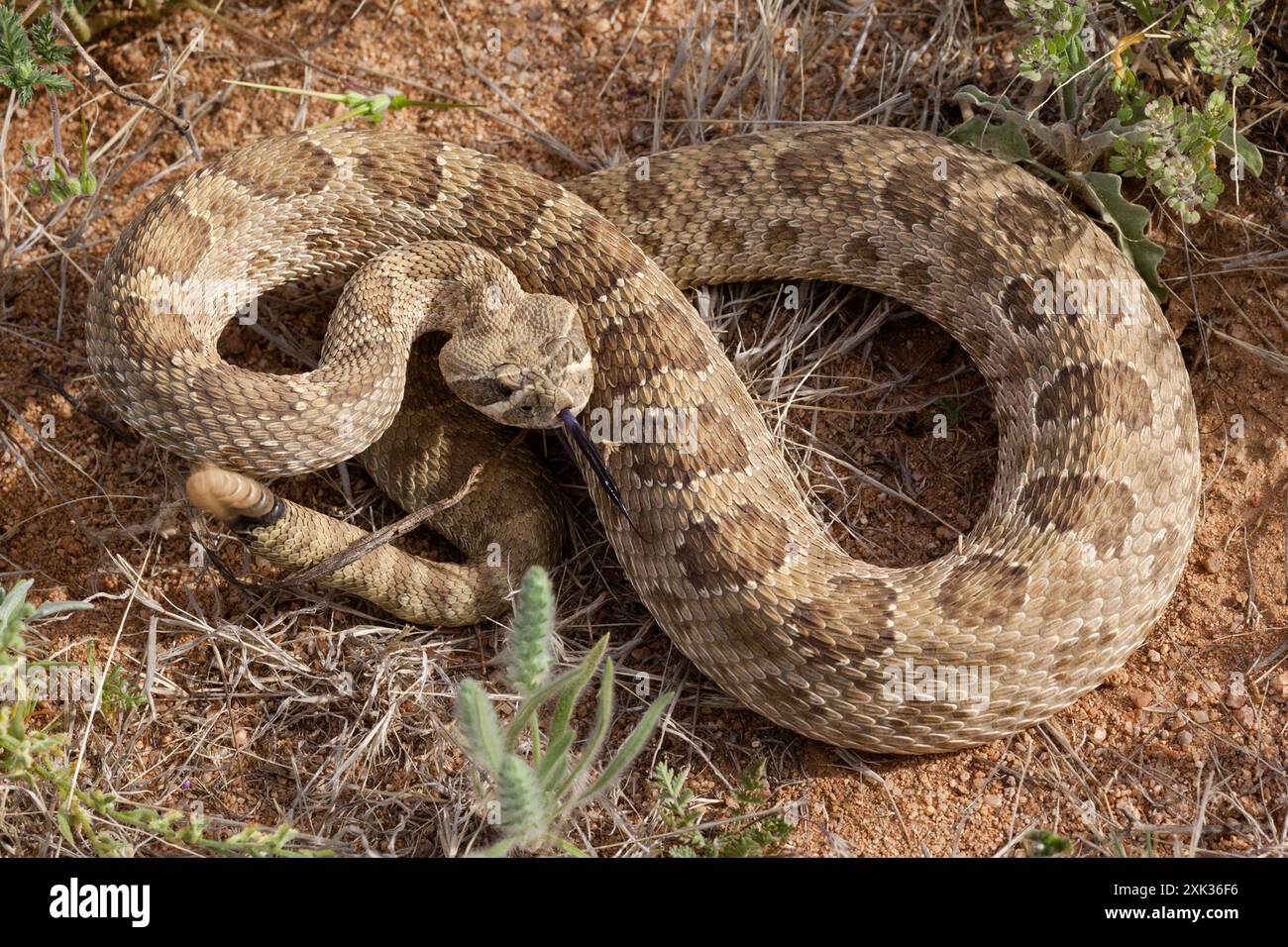 Prairie Rattlesnake (Crotalus viridis) Reptilia Stock Photo - Alamy