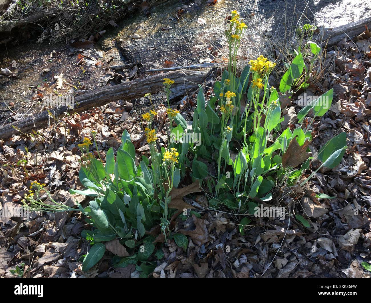 woolly ragwort (Packera dubia) Plantae Stock Photo - Alamy