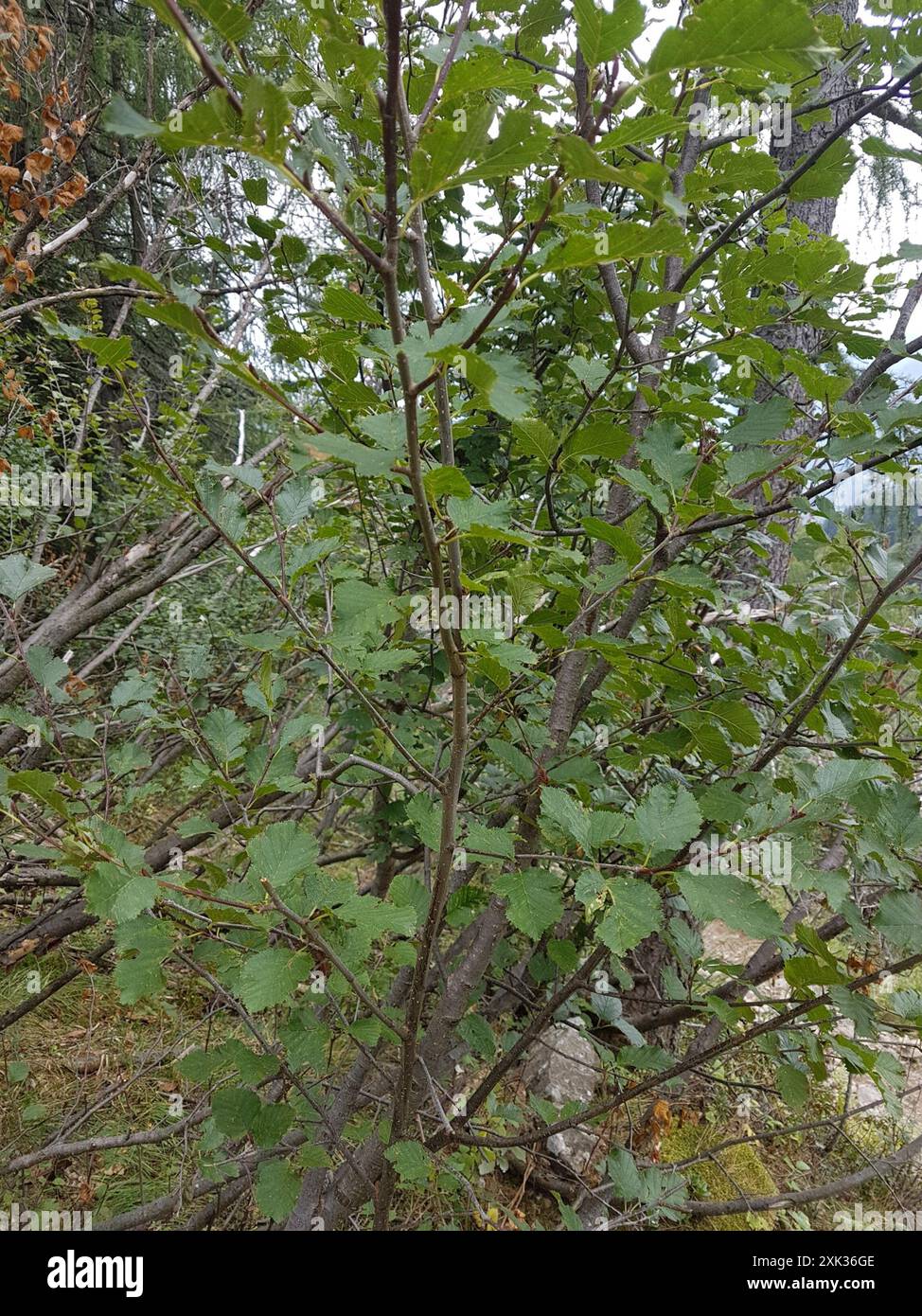 green alder (Alnus alnobetula) Plantae Stock Photo - Alamy