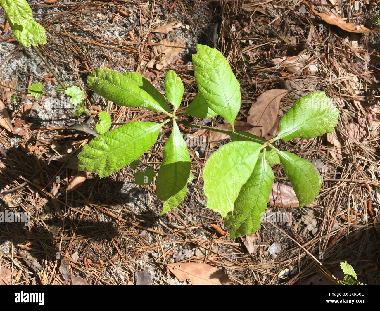 southern red oak (Quercus falcata) Plantae Stock Photo - Alamy