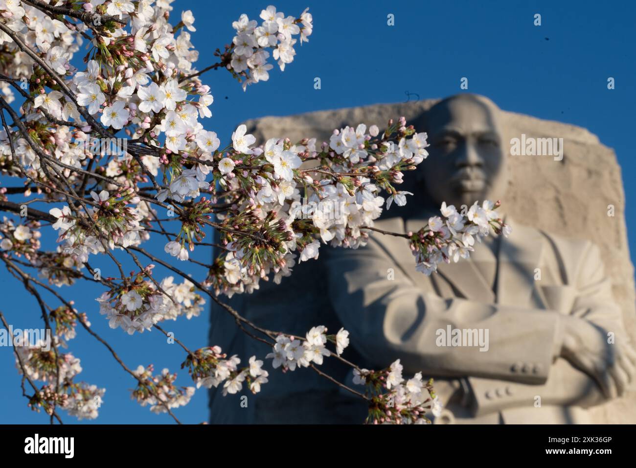 Cherry Blossoms Martin Luther King Jr Memorial Washington DC ...
