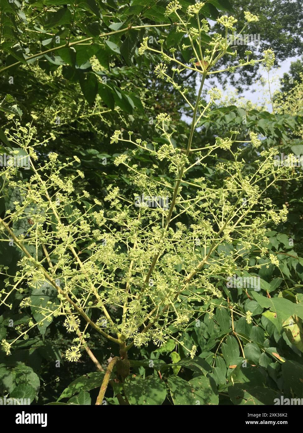 Japanese angelica tree (Aralia elata) Plantae Stock Photo - Alamy