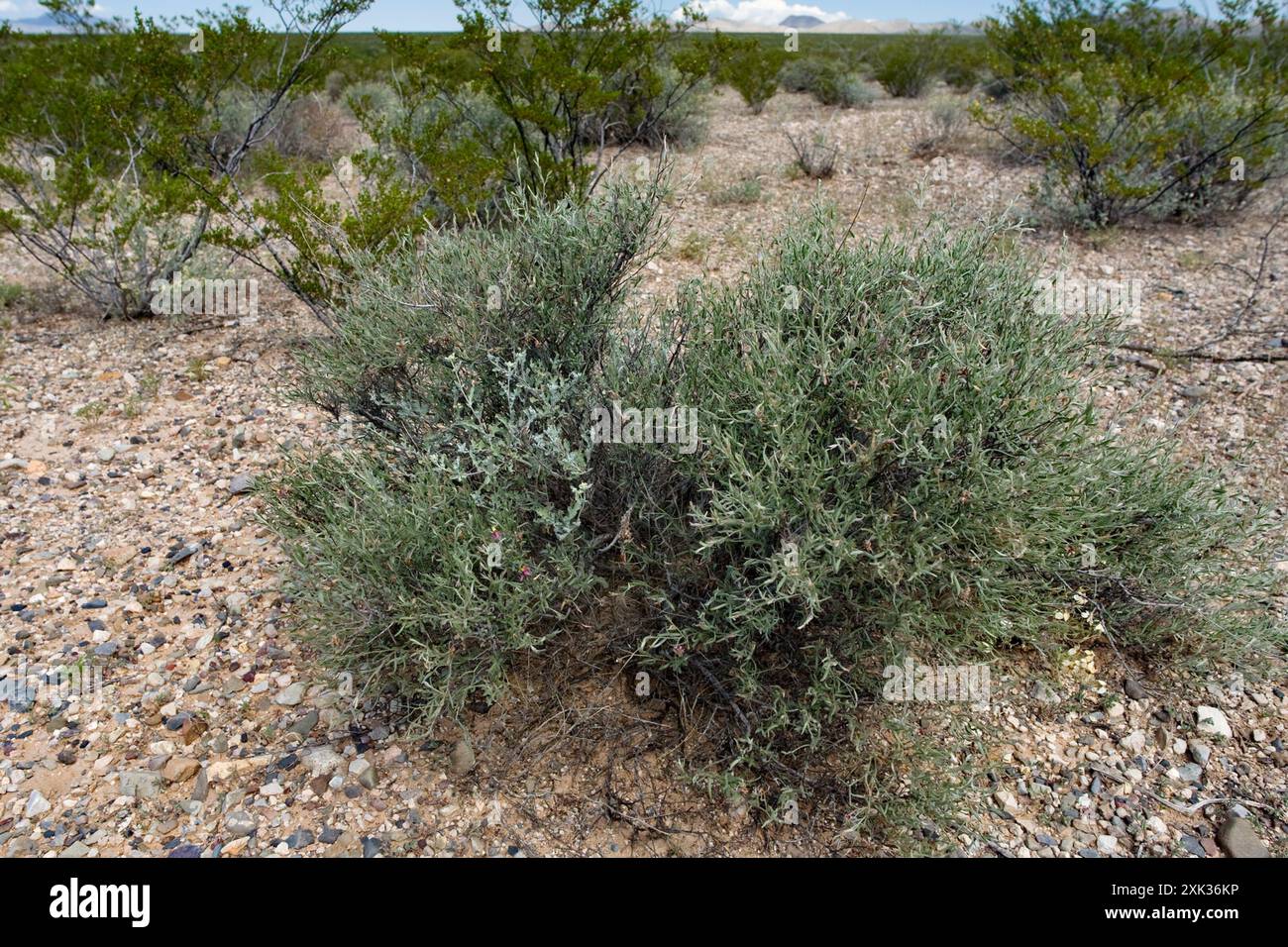 White Rhatany (Krameria bicolor) Plantae Stock Photo - Alamy