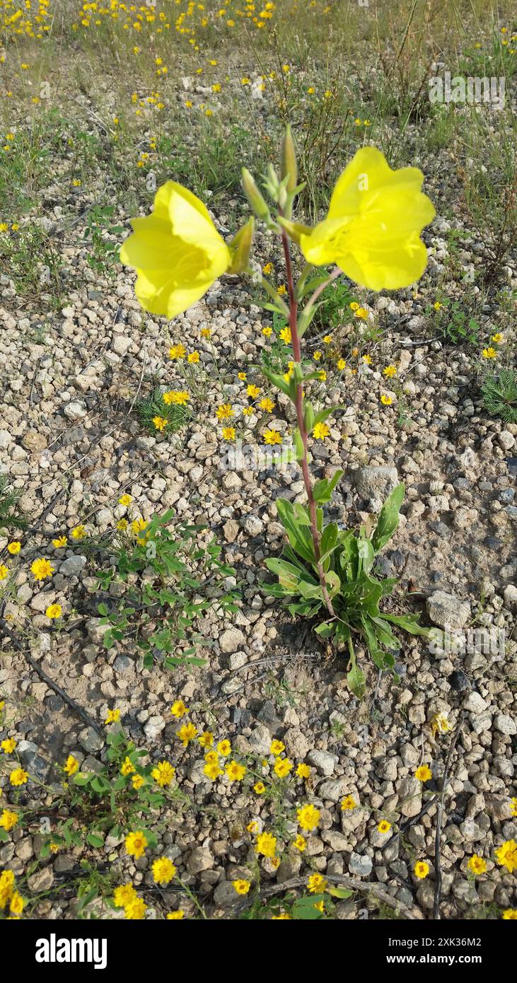 tall evening primrose (Oenothera elata) Plantae Stock Photo - Alamy