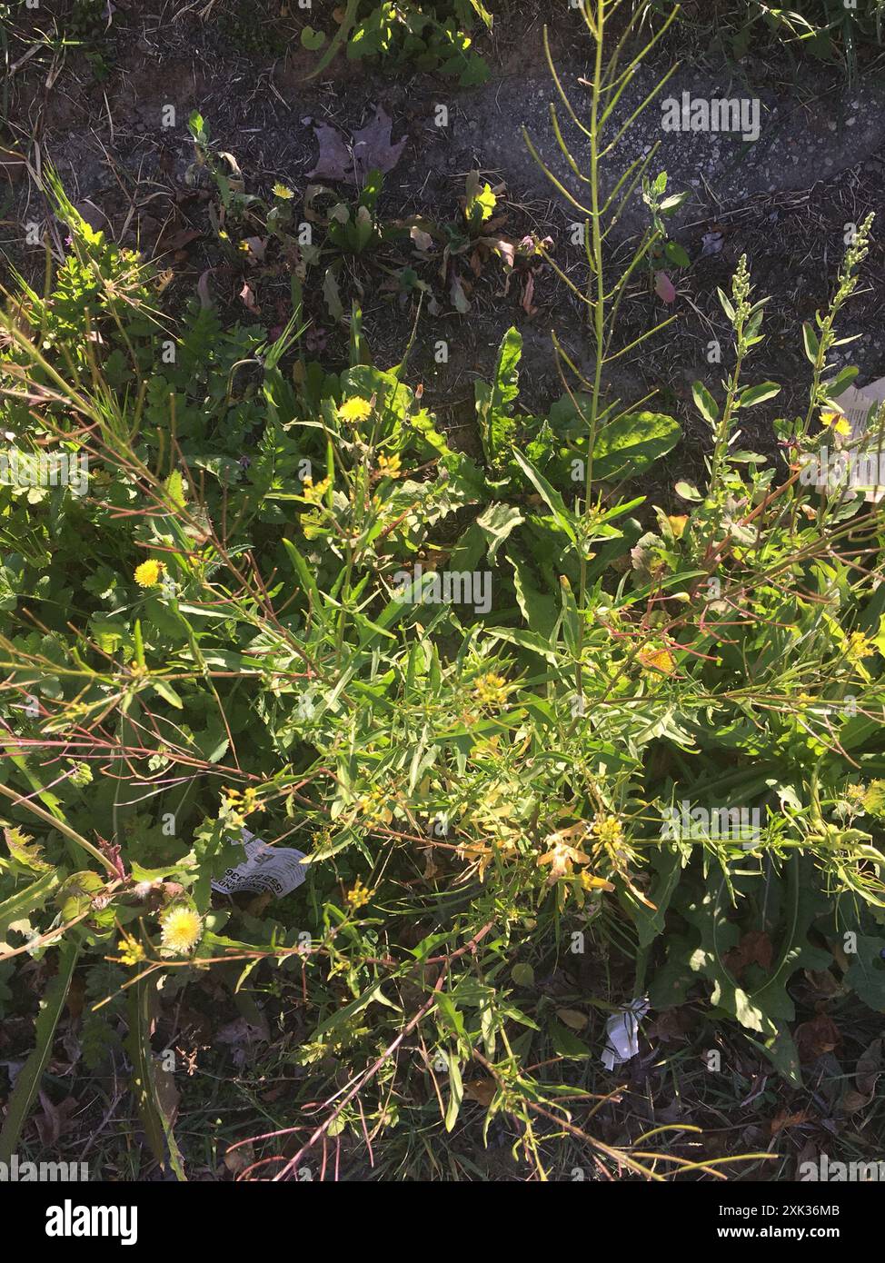 London rocket (Sisymbrium irio) Plantae Stock Photo - Alamy