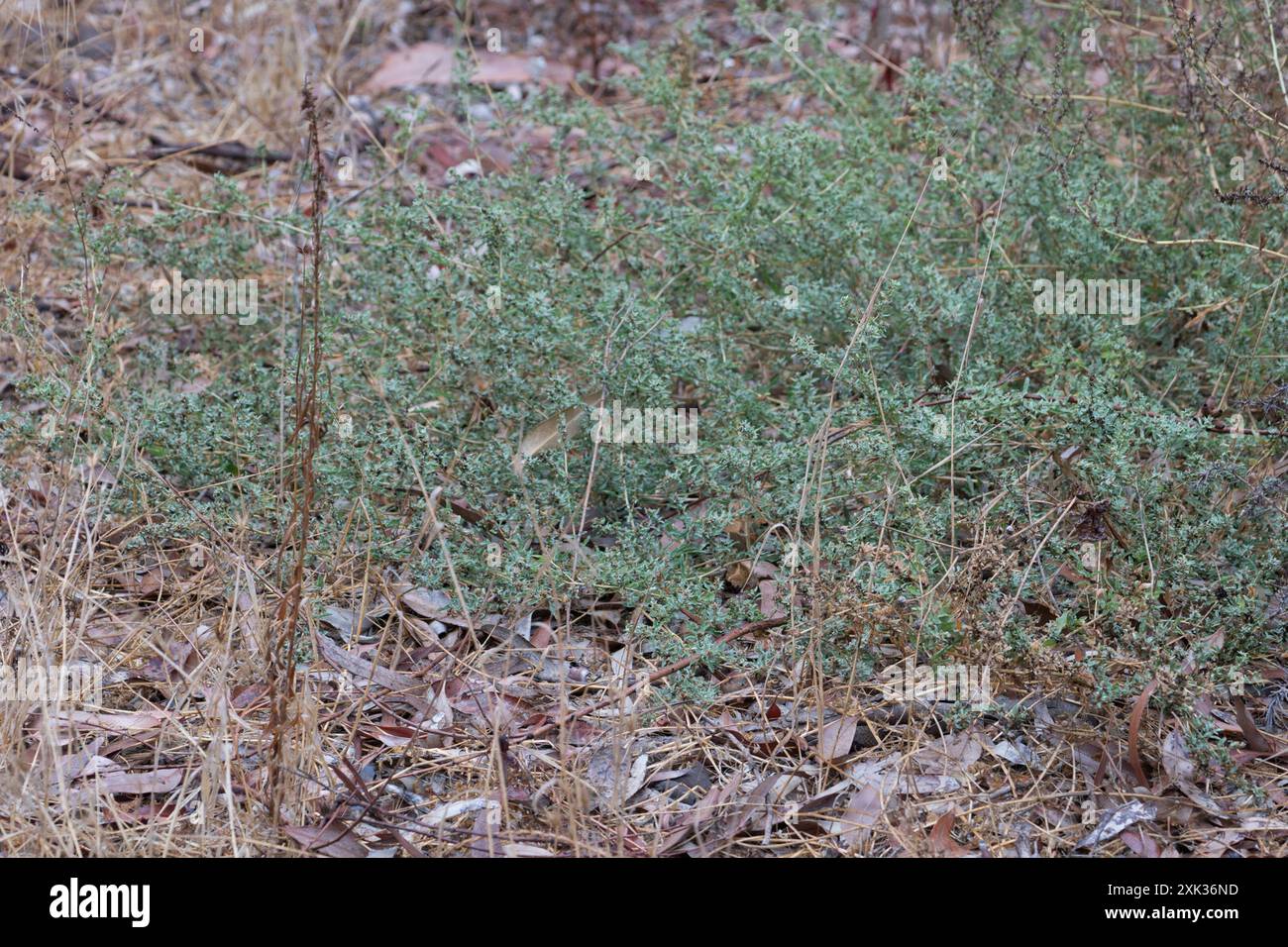 berry saltbush (Atriplex semibaccata) Plantae Stock Photo - Alamy