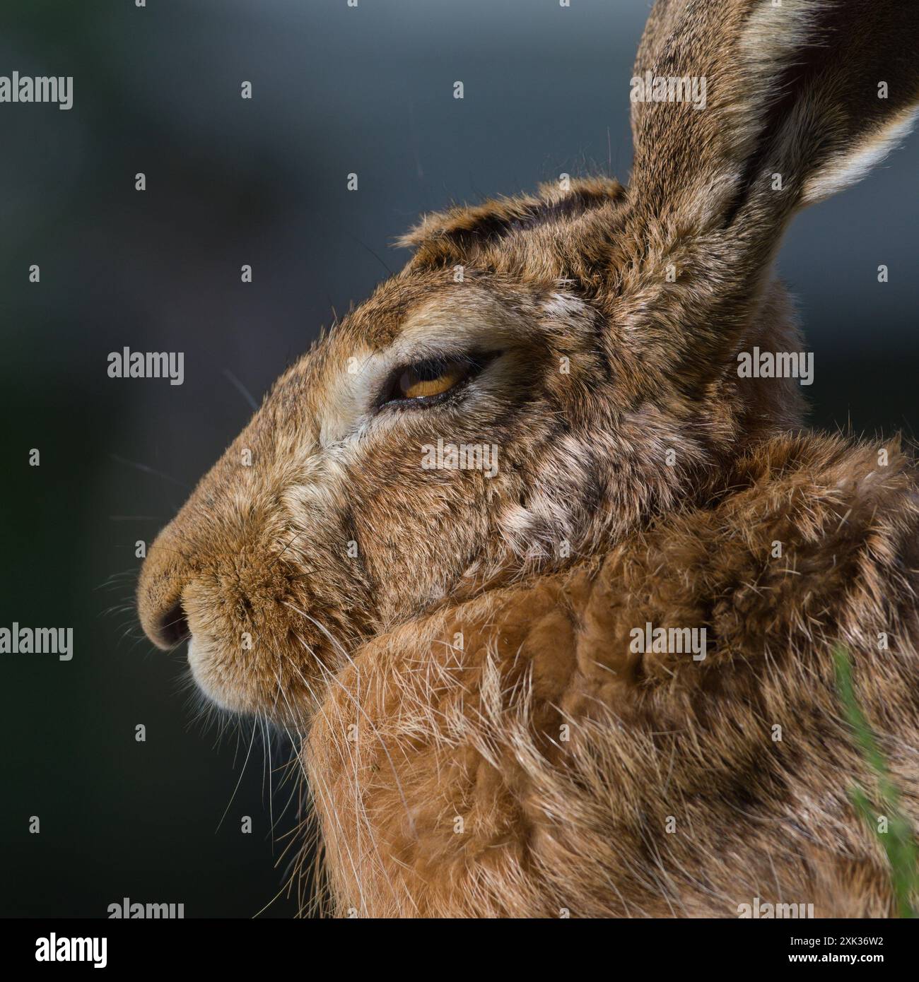 European Brown hare aka Lepus europaeus. Resting and sleeping on the ...